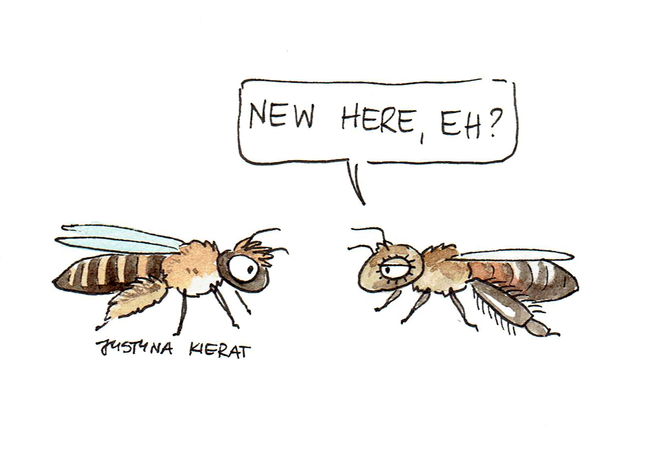 New bee for Poland – Non-honey bees