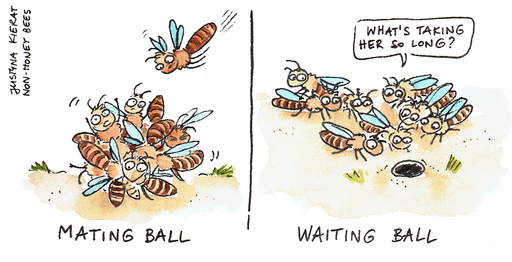 Waiting ball – Non-honey bees