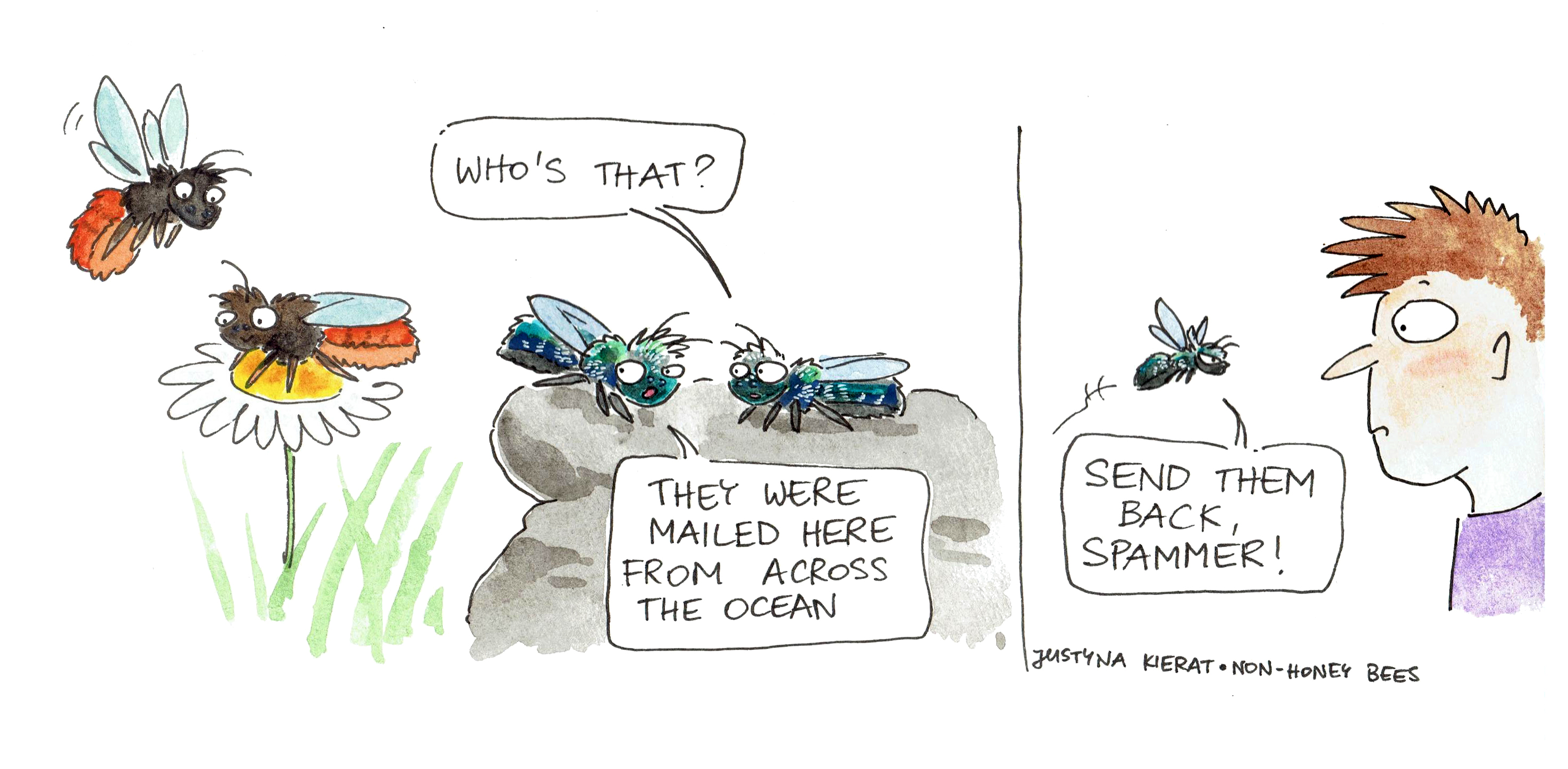 Spammer – Non-honey bees